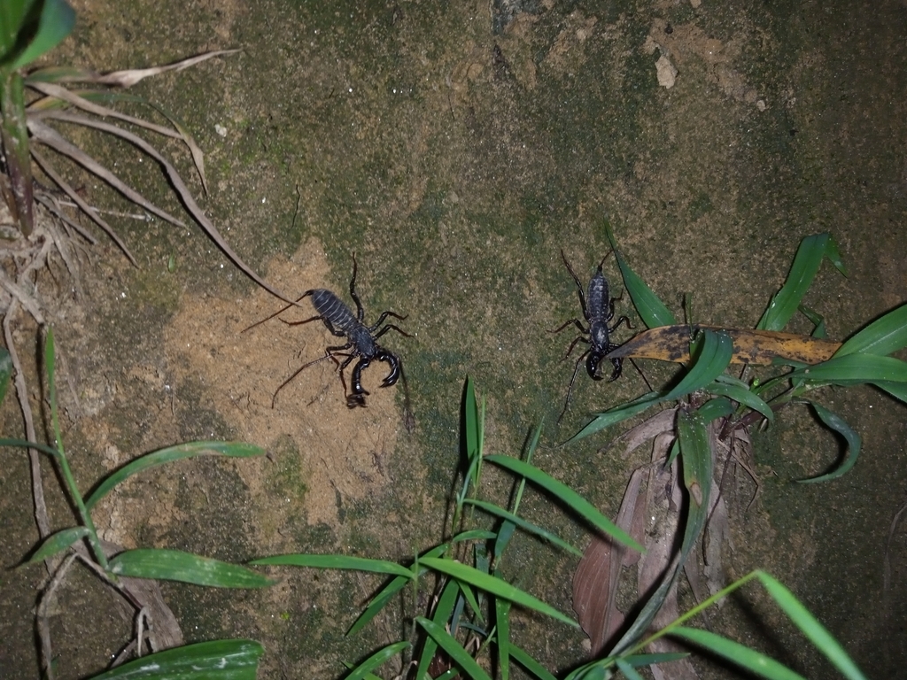 Whipscorpions from Chunarughat Upazila on July 28, 2023 at 09:45 PM by ...
