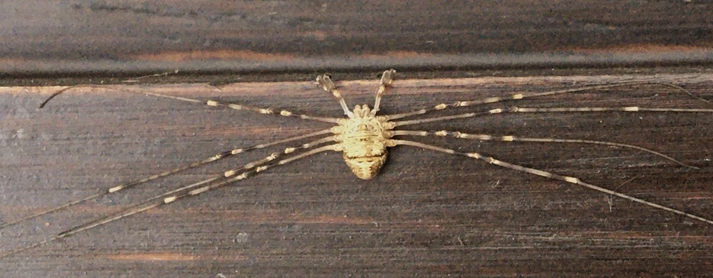 Fork-palped Harvestman from Grenna Lane, Truro, England, GB on August 8 ...
