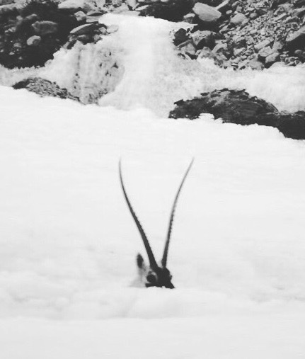 Chiru in June 2020 by yb4wild · iNaturalist