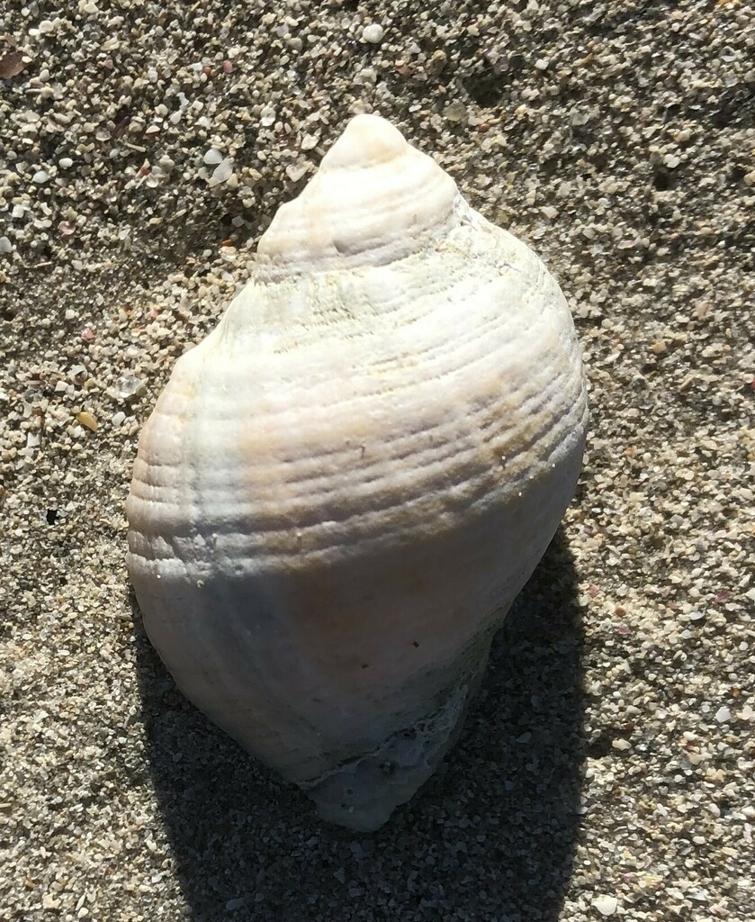 Cart-Rut Shell from Wright Bay SA 5275, Australia on August 8, 2023 at ...