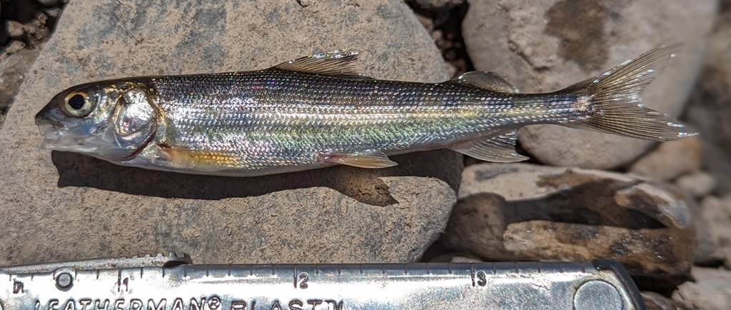 Mountain Whitefish from Monroe, OR 97456, USA on August 7, 2023 at 01: ...