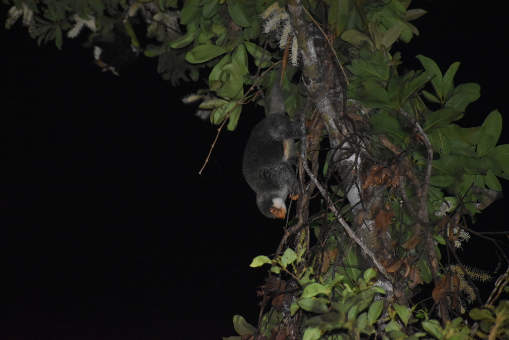 Common Spotted Cuscus from Iron Range QLD 4892, Australia on November 3 ...