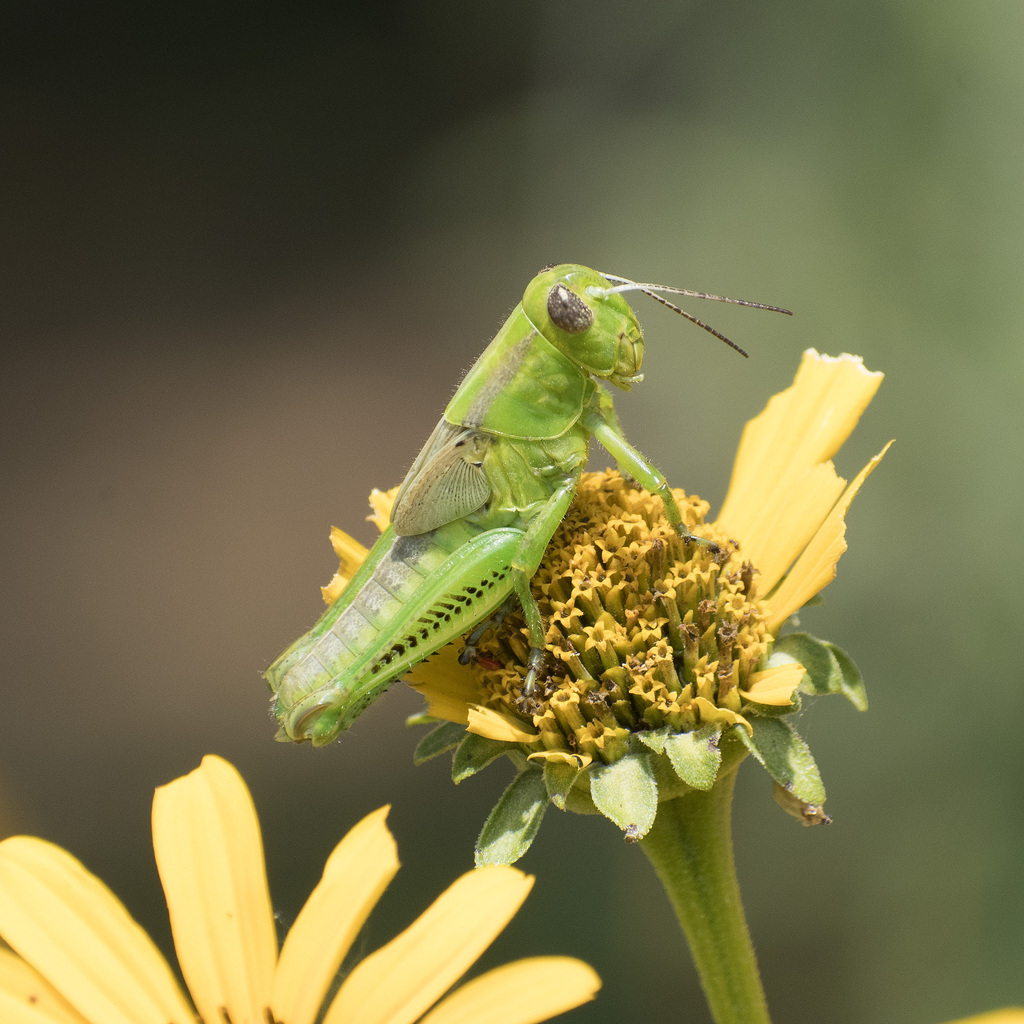North American Spur-throated Grasshoppers from Old Dayton, Dayton, OH ...