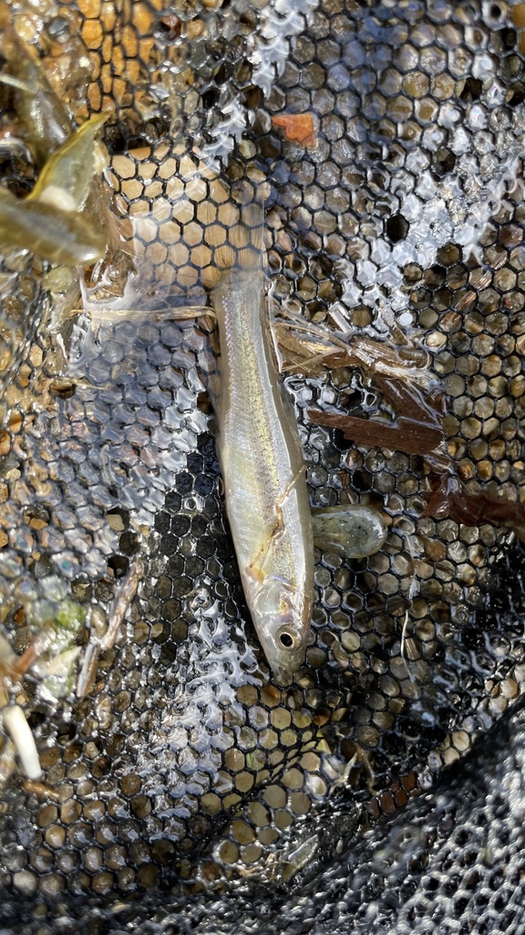Rhynchocypris steindachneri in August 2023 by eggseries · iNaturalist