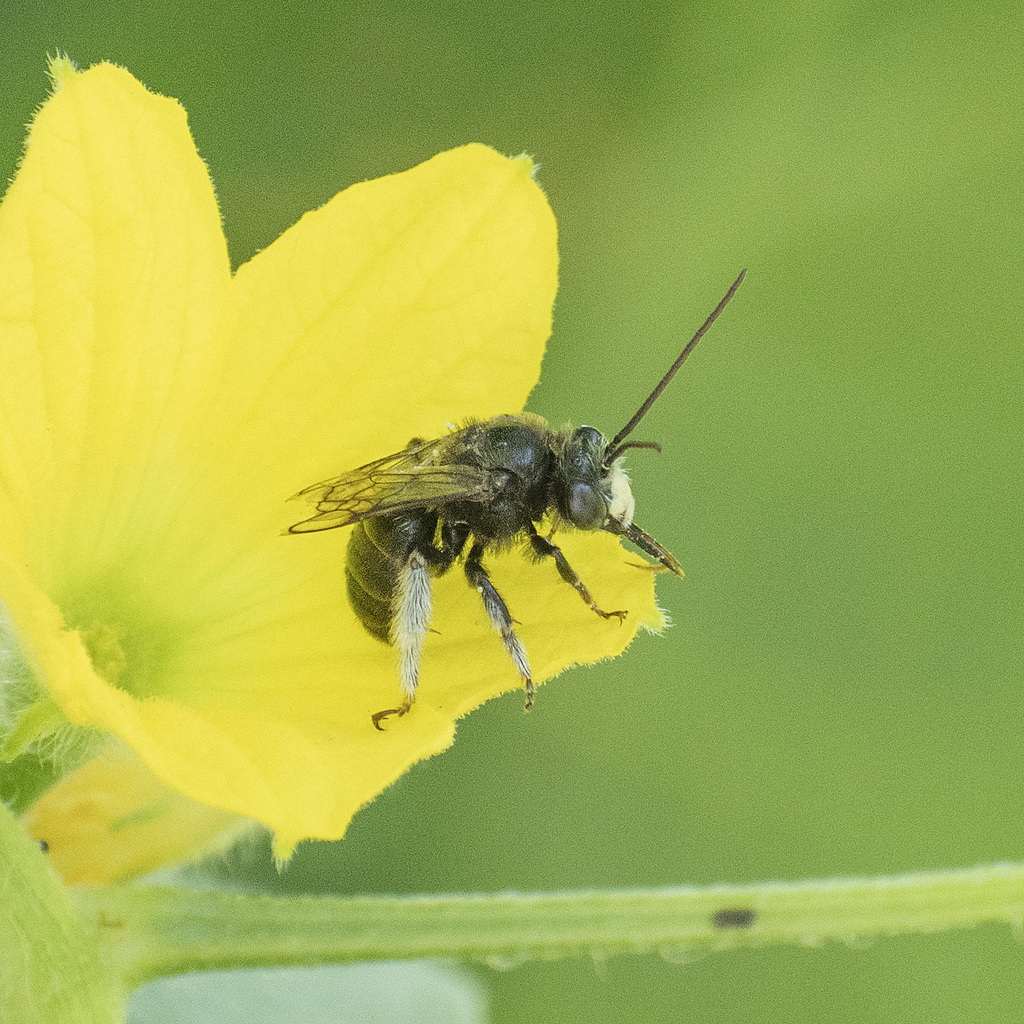 Two-spotted Longhorn Bee from Old Dayton, Dayton, OH, USA on August 4 ...