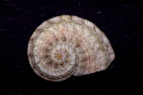 Microtis tuberculata · iNaturalist