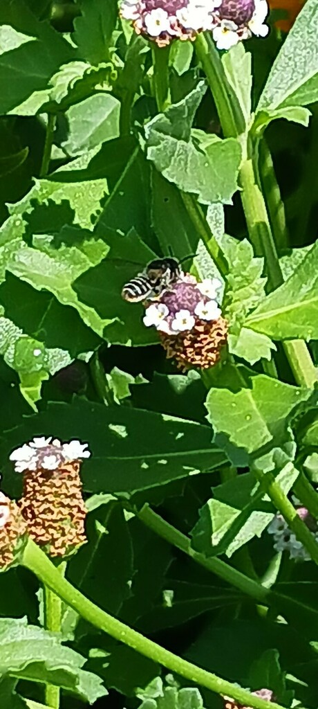 megachiline leafcutter bees from Edmond, OK, USA on August 7, 2023 at ...