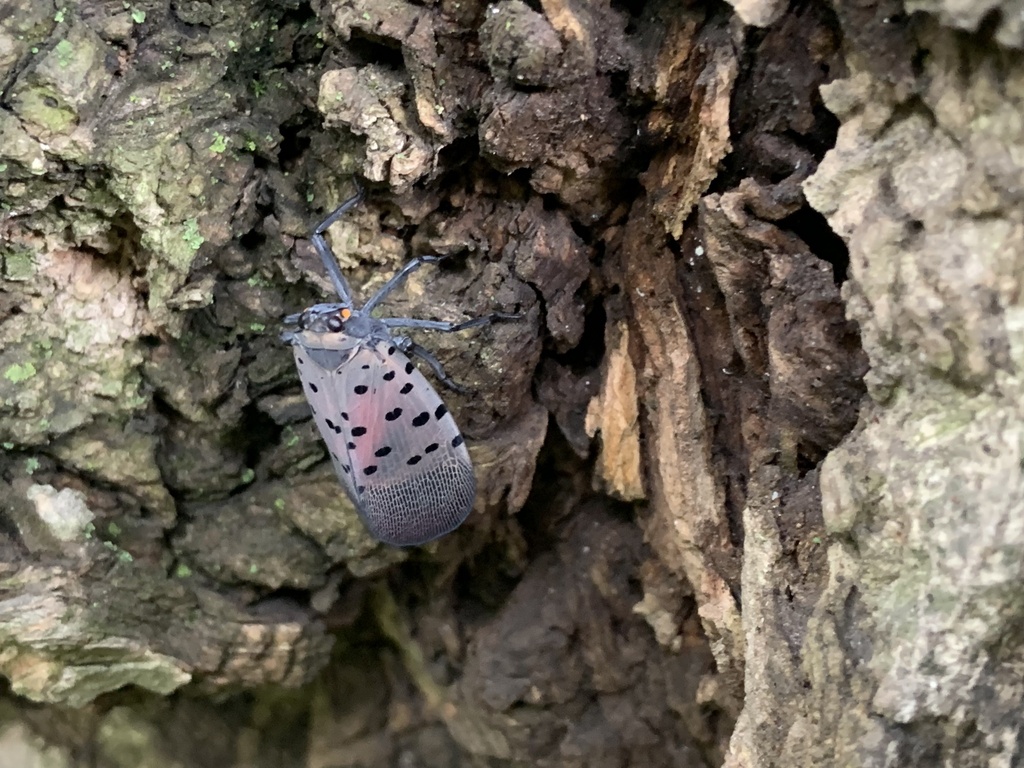Spotted Lanternfly from Central Park, New York, NY, US on August 8 ...