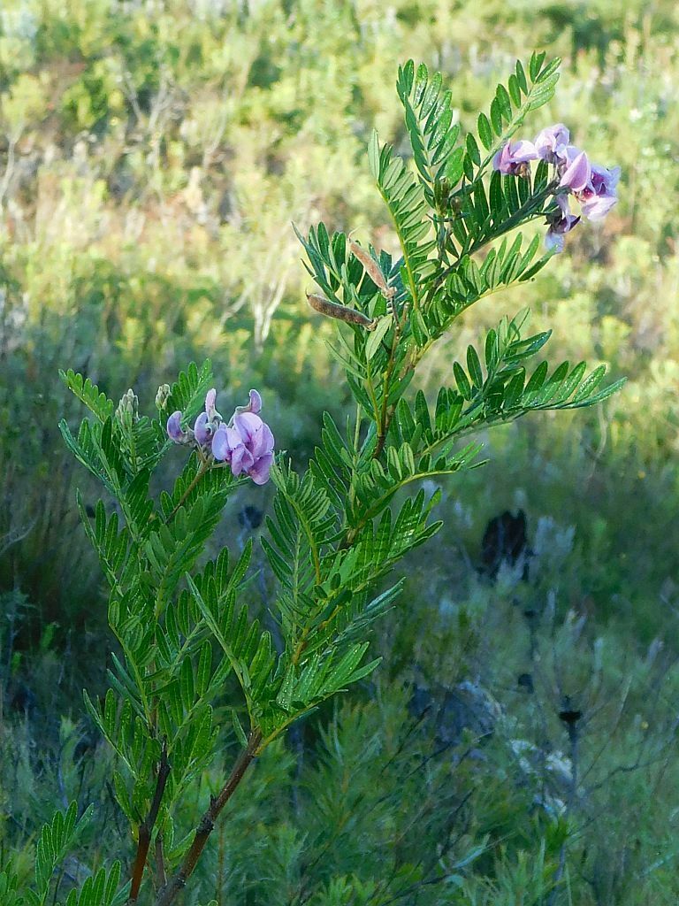 Cape Virgilia from Upper Gobos Greyton, 7233, South Africa on August 7 ...