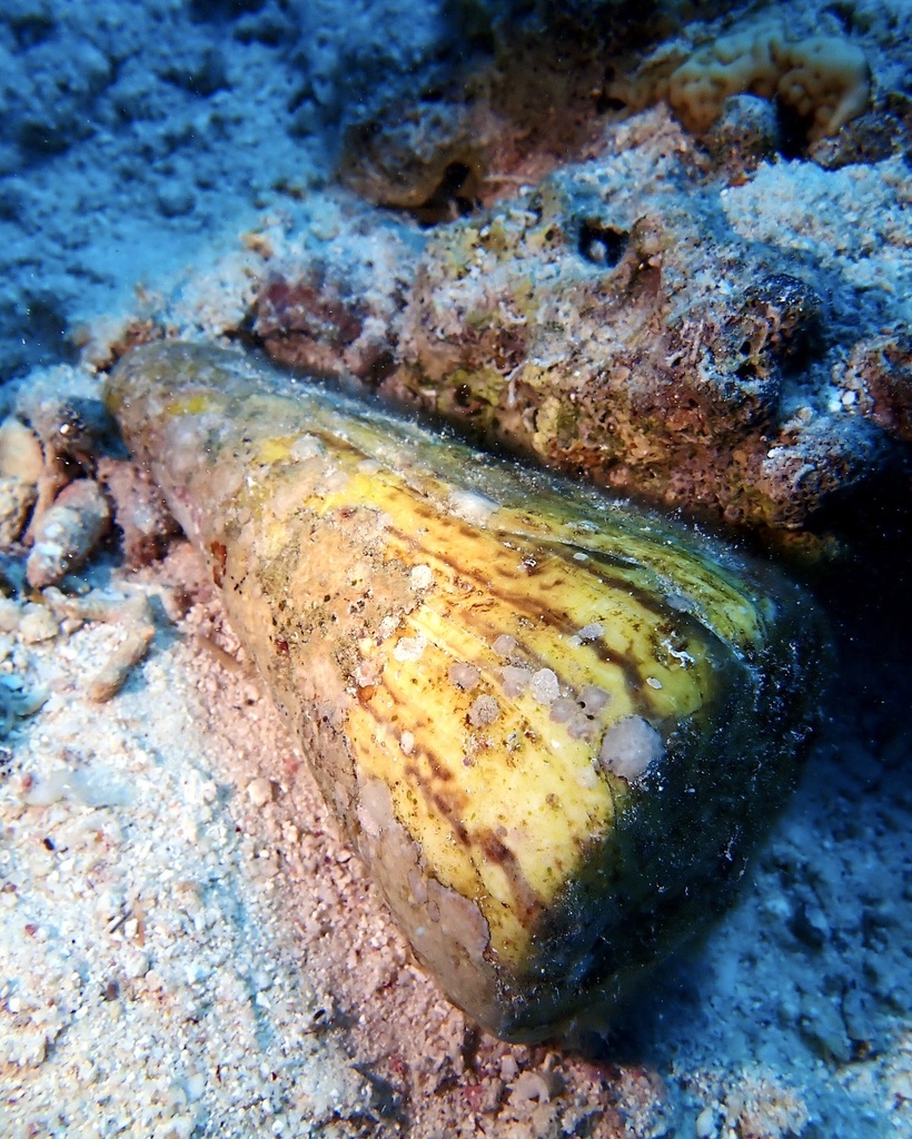 Flag Cone from Gulf of Suez, Red Sea, EG on August 8, 2023 at 10:22 AM ...
