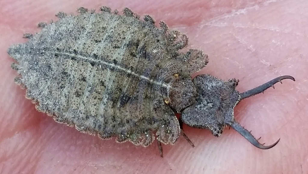 Ant-lion (First State NHP Insects and Spiders) · iNaturalist
