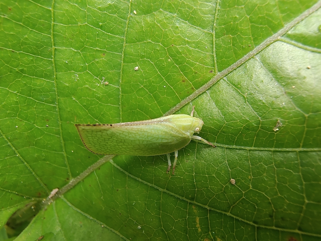 Geisha distinctissima from Yichun, CN-JX, CN on August 1, 2023 at 09:29 ...