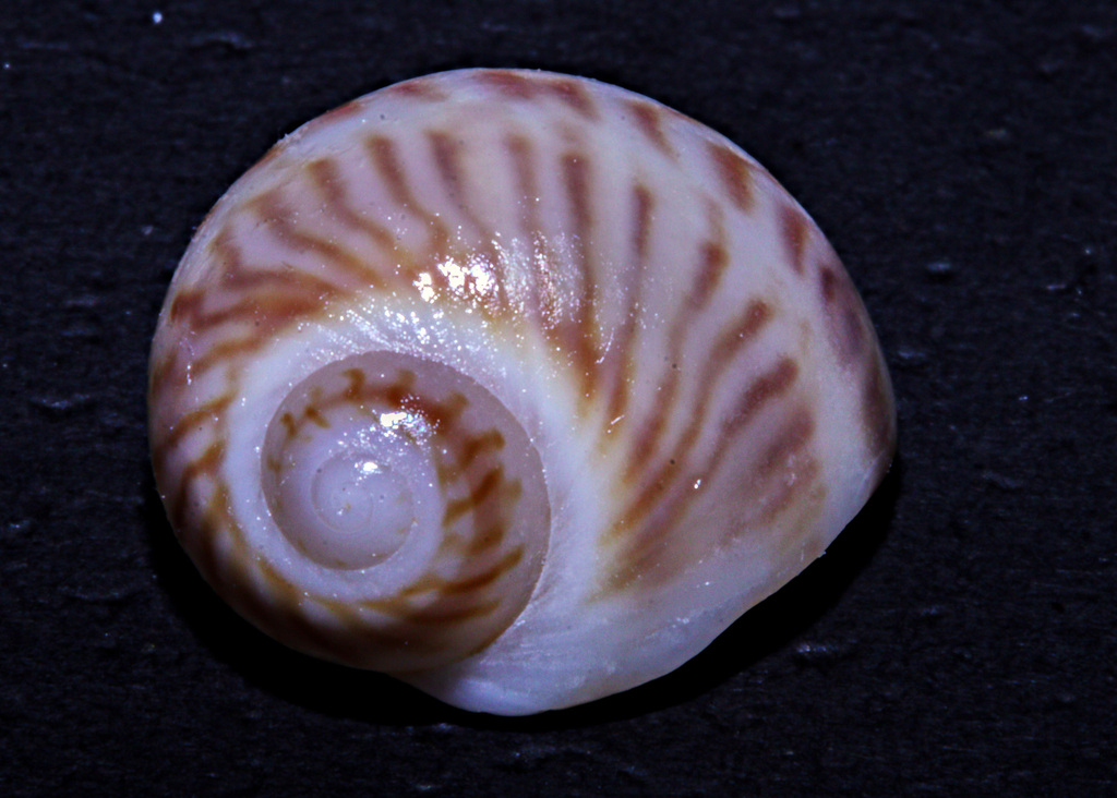 Spotted Sand Shell from Exmouth Gulf, WA, Australia on August 8, 2023 ...