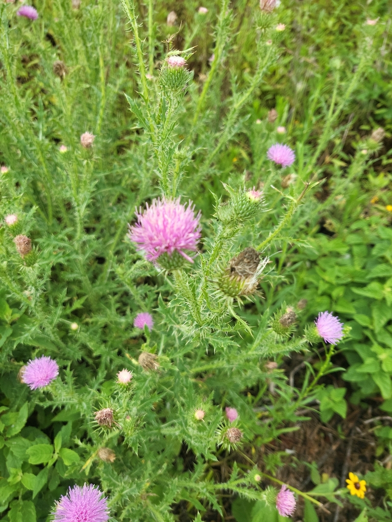 Broad-winged Thistle from Frederick on August 8, 2023 at 09:40 AM by ...
