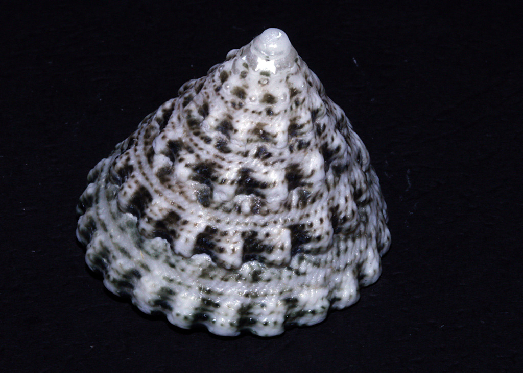 Latticed Top Shell from Exmouth Gulf, WA, Australia on August 8, 2023 ...