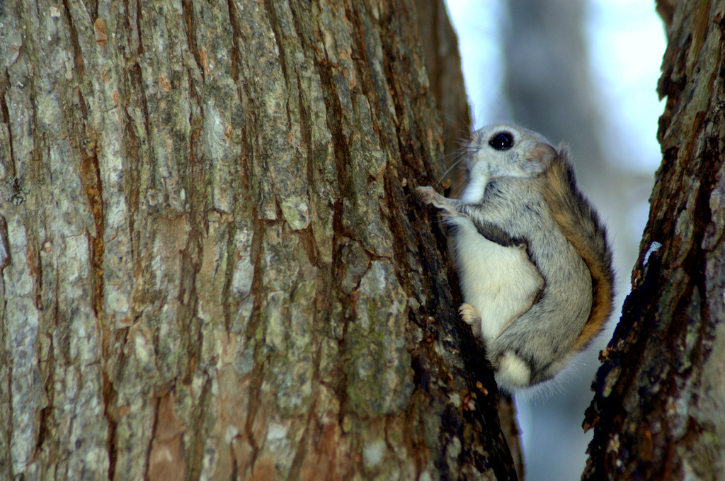 Pteromys volans orii from Akancho Kamishitakara, Kushiro, Hokkaido 085 ...