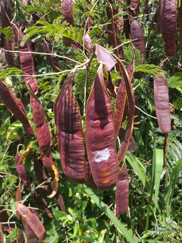 Senegalia gaumeri in August 2023 by Cícero Ferreira · iNaturalist