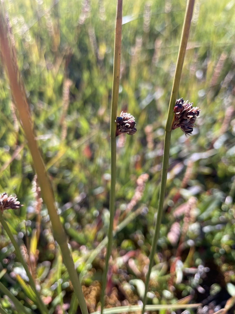 Arctic Rush from Hautes-Alpes, Provence-Alpes-Côte d'Azur, FR on August ...