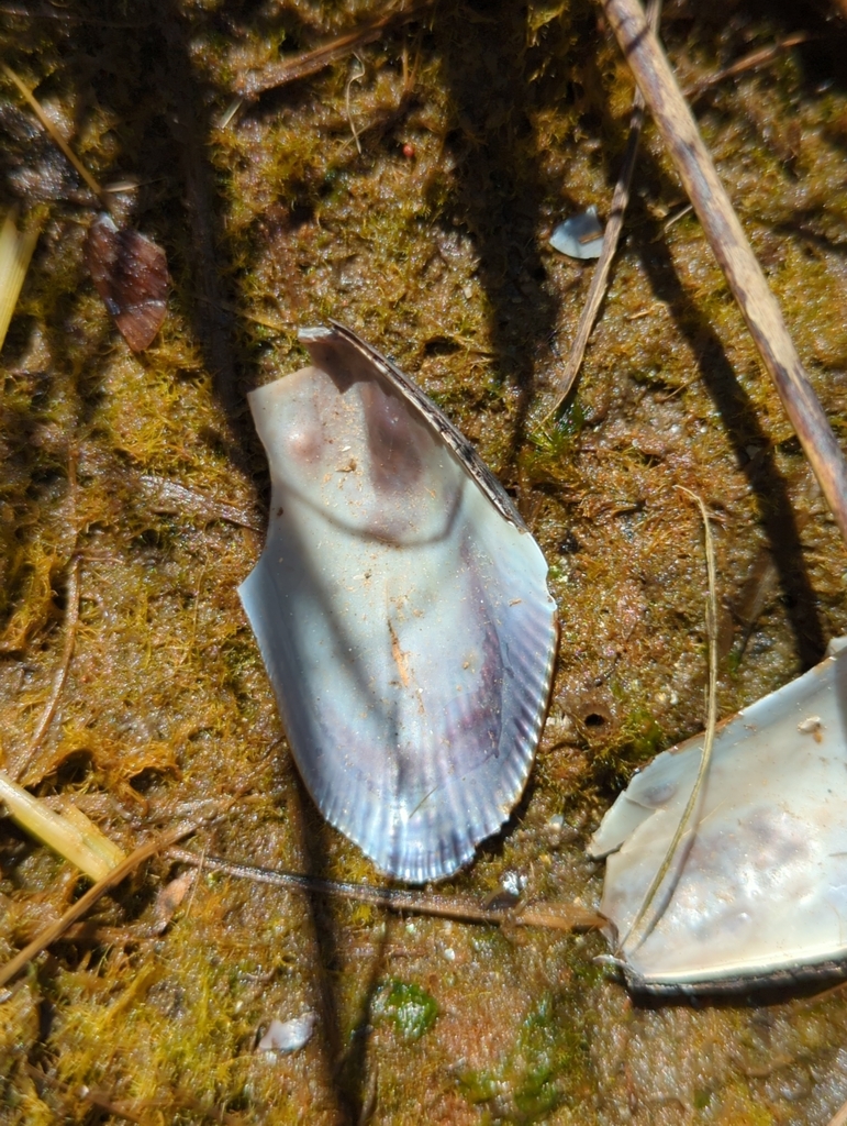Atlantic Ribbed Mussel from Crisfield, MD 21817, USA on July 24, 2023 ...