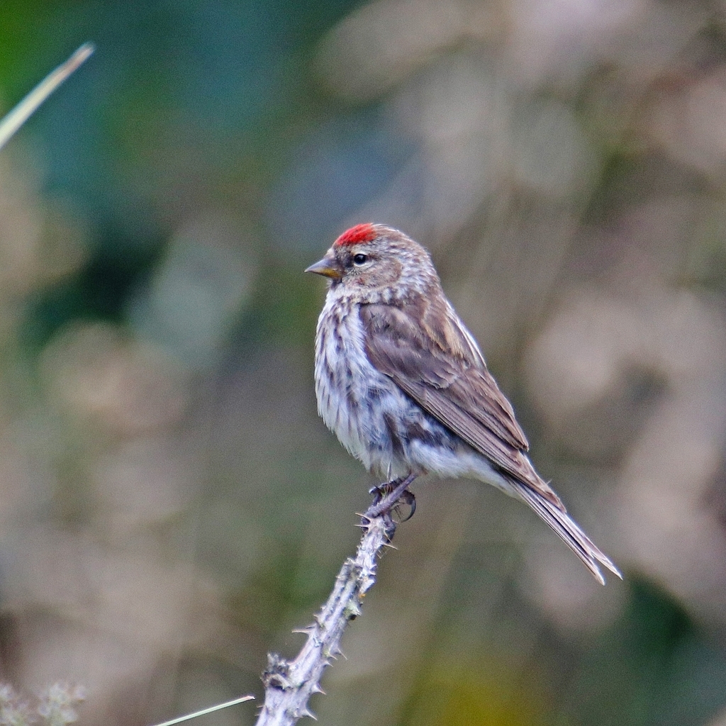 Lesser Redpoll in January 2019 by QuestaGame. Sighting and photos (c ...