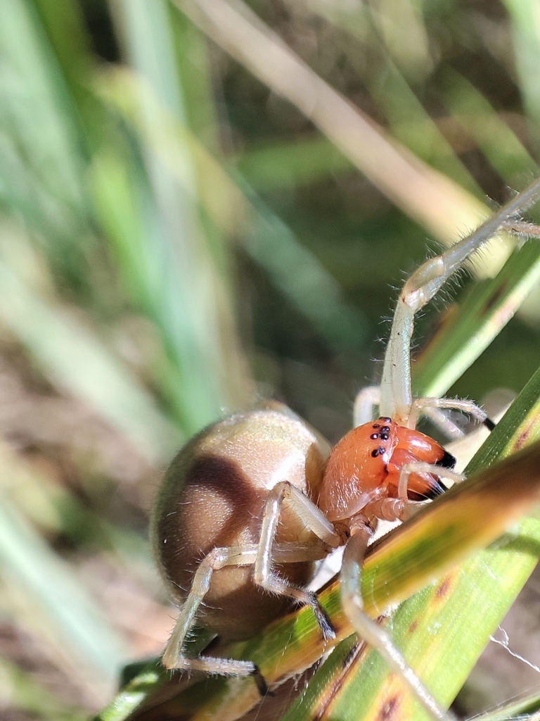 European Yellow Sac Spider from Брянская обл., Россия, 242181 on August ...