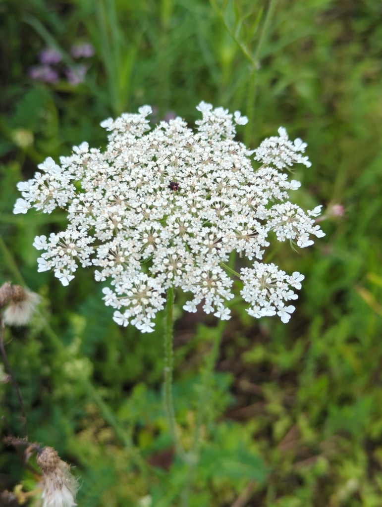 wild carrot from Lineboro, MD 21102, USA on August 4, 2023 at 08:09 AM ...