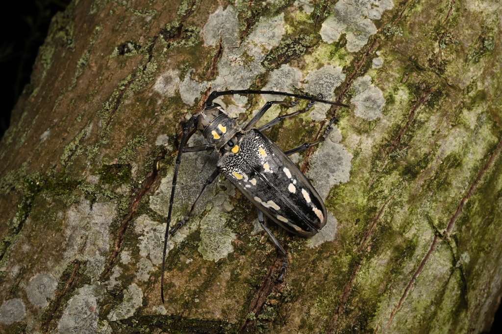 Batocera horsfieldi from 四川省乐山市马边彝族自治县福来村 邮政编码: 614601 on August 8 ...