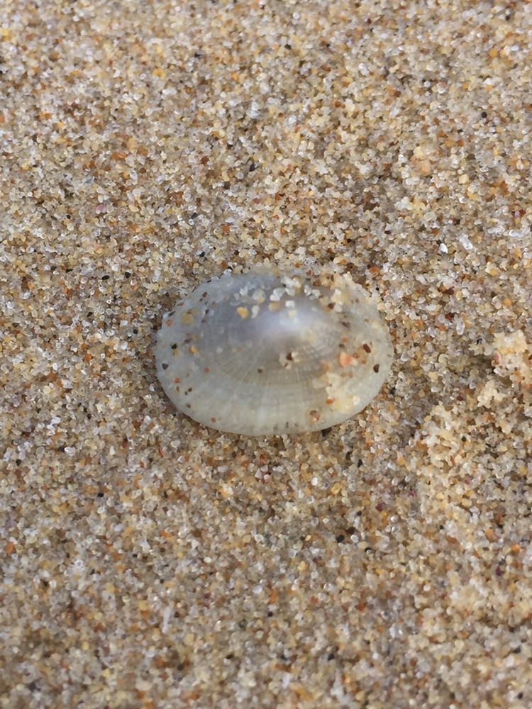 Cap-shaped False Limpet from Bongil Bongil National Park, Bundagen, NSW ...