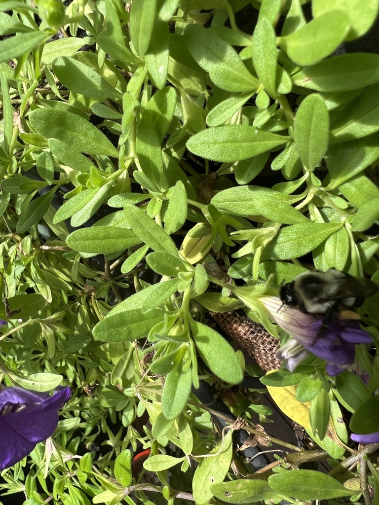 Common Eastern Bumble Bee from Butler Spur Ct, Saint Louis, MO, US on ...