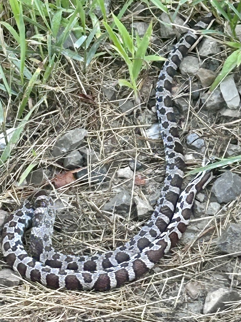 Eastern Milksnake in August 2023 by leegal1. Identification of Eastern ...
