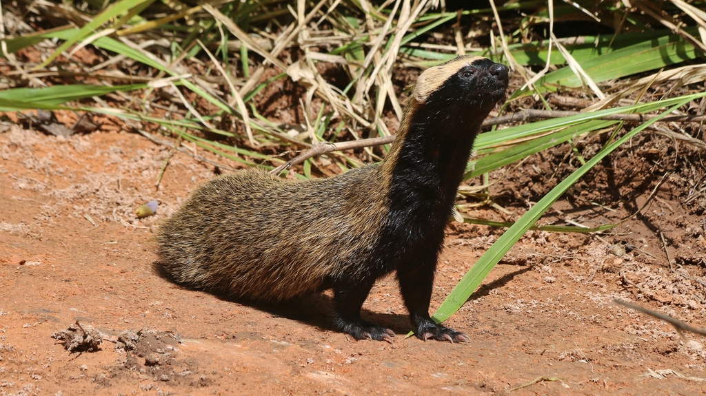 Lesser Grison from Caraguatatuba - SP, Brasil on December 6, 2018 at 11 ...