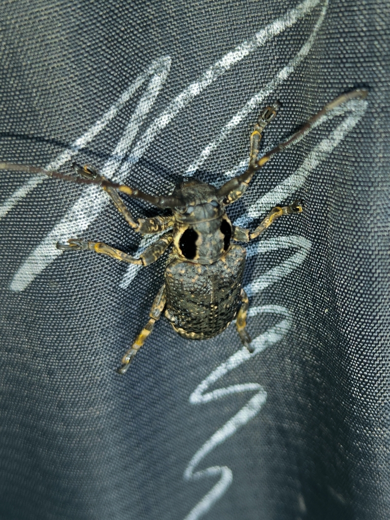Alidus biplagiatus from 云南省西双版纳傣族自治州勐腊县勐仑镇树瀑布中国科学院西双版纳热带植物园 on August 5 ...