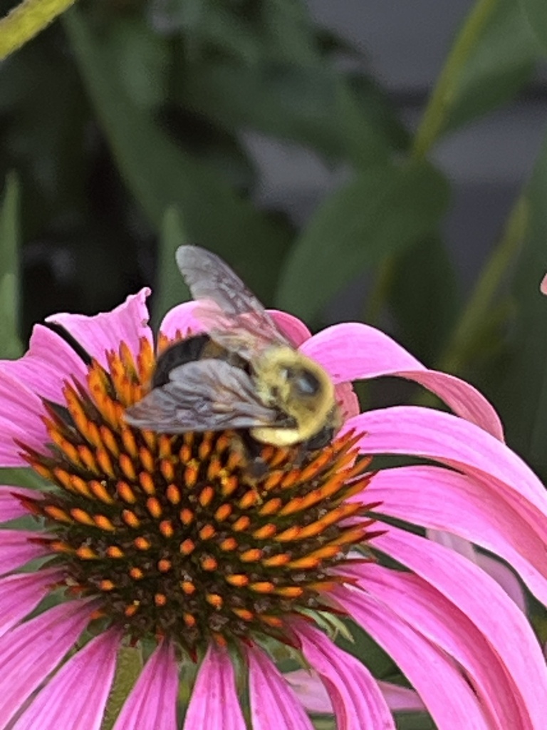 Brown-belted Bumble Bee from Butler Spur Ct, Saint Louis, MO, US on ...