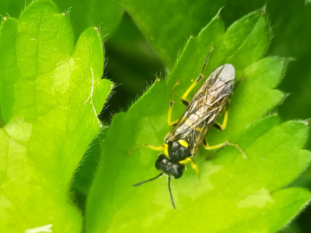 Tenthredo arcuata from Blackpool FY2, UK on August 4, 2023 at 11:44 AM ...