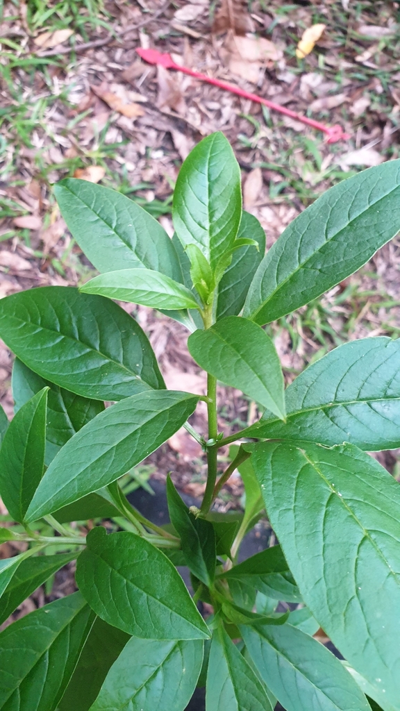 Inkweed in July 2023 by Peta · iNaturalist