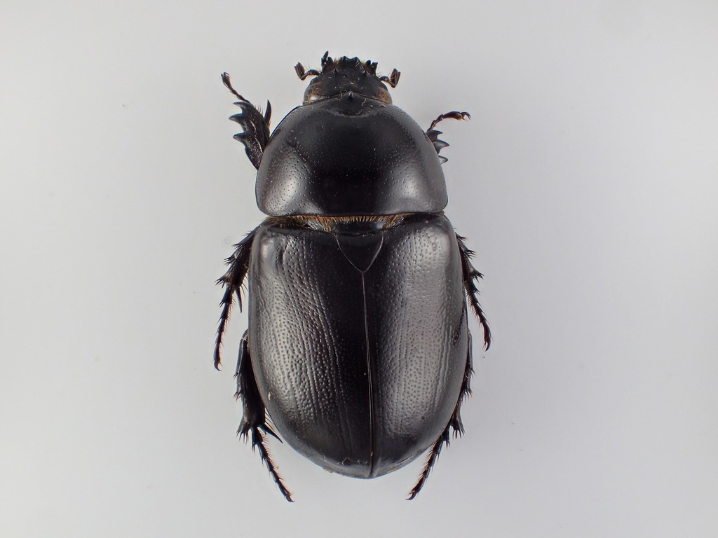 Tomarus bituberculatus (Coleoptera of Loreto, Peru) · iNaturalist