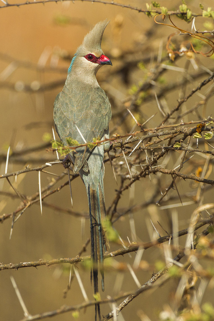 Mousebirds (Coliiformes) - Avian Discovery
