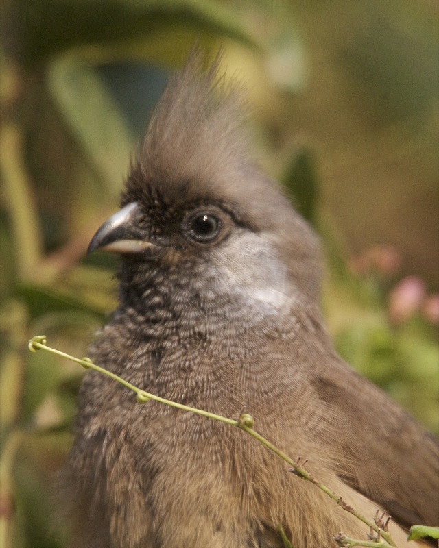 Mousebirds (Coliiformes) - Avian Discovery