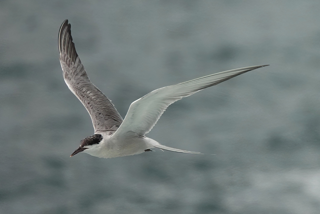 Common Tern from 塔門 on August 7, 2023 at 11:15 AM by peterwhwong ...