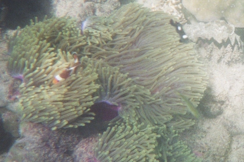 Magnificent Sea Anemone from Bamboo Island on March 2, 2006 by swsankt ...