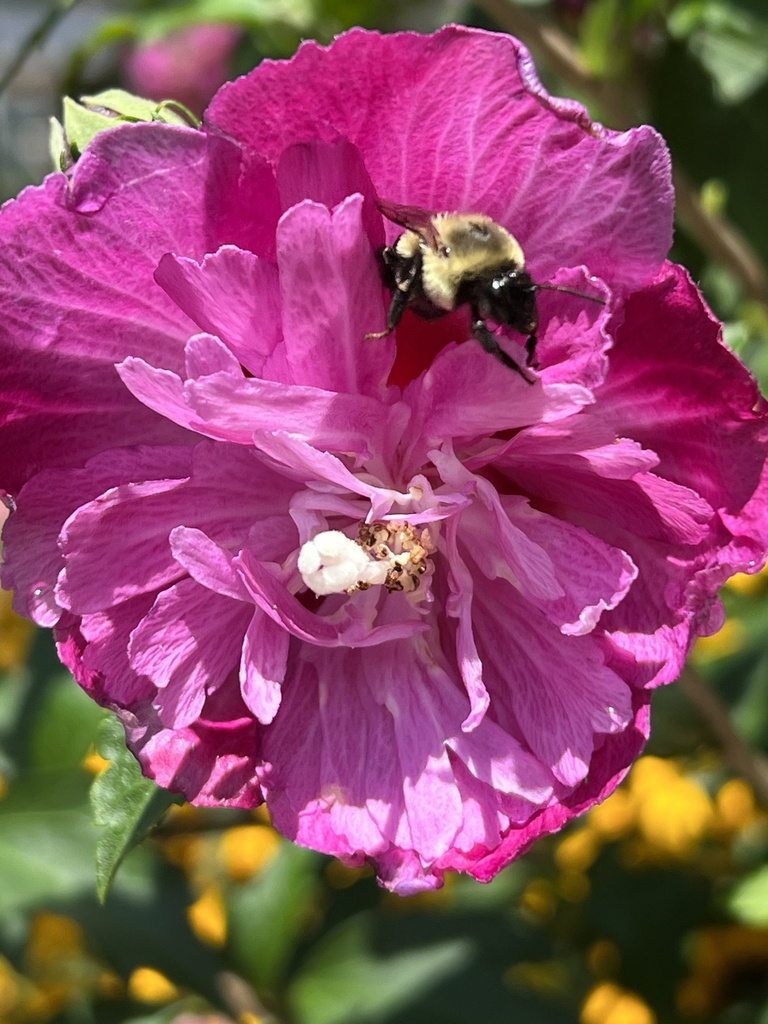 Common Eastern Bumble Bee from Butler Spur Ct, Saint Louis, MO, US on ...