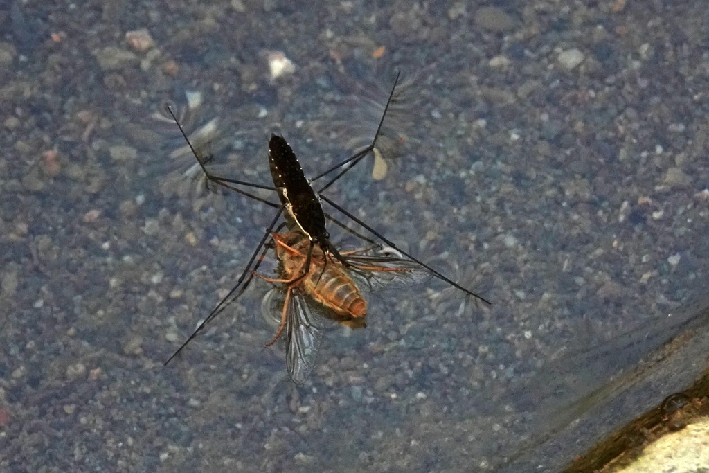 Common Water Strider from Hunting Hollow Trail, First 500 meters, Santa ...