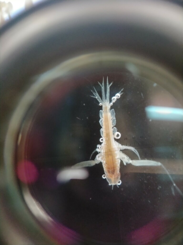 Themisto compressa from Baffin Bay on September 29, 2022 at 11:28 AM by ...