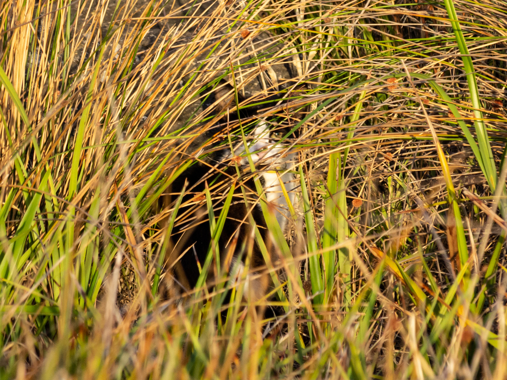 Domestic Cat from Sayers Drain on January 31, 2019 at 07:12 AM by Terra ...