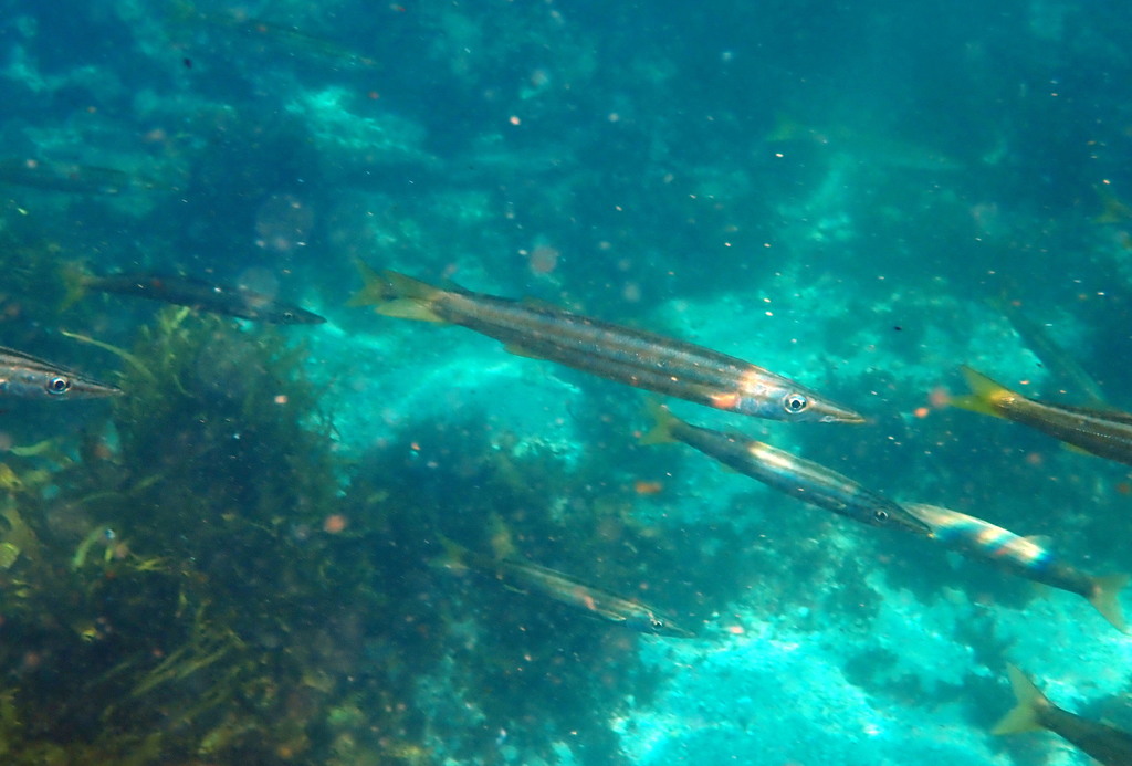 Striped Barracuda from Cronulla NSW 2230, Australia on January 27, 2019 ...