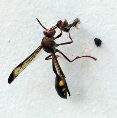 Belonogaster facialis · iNaturalist