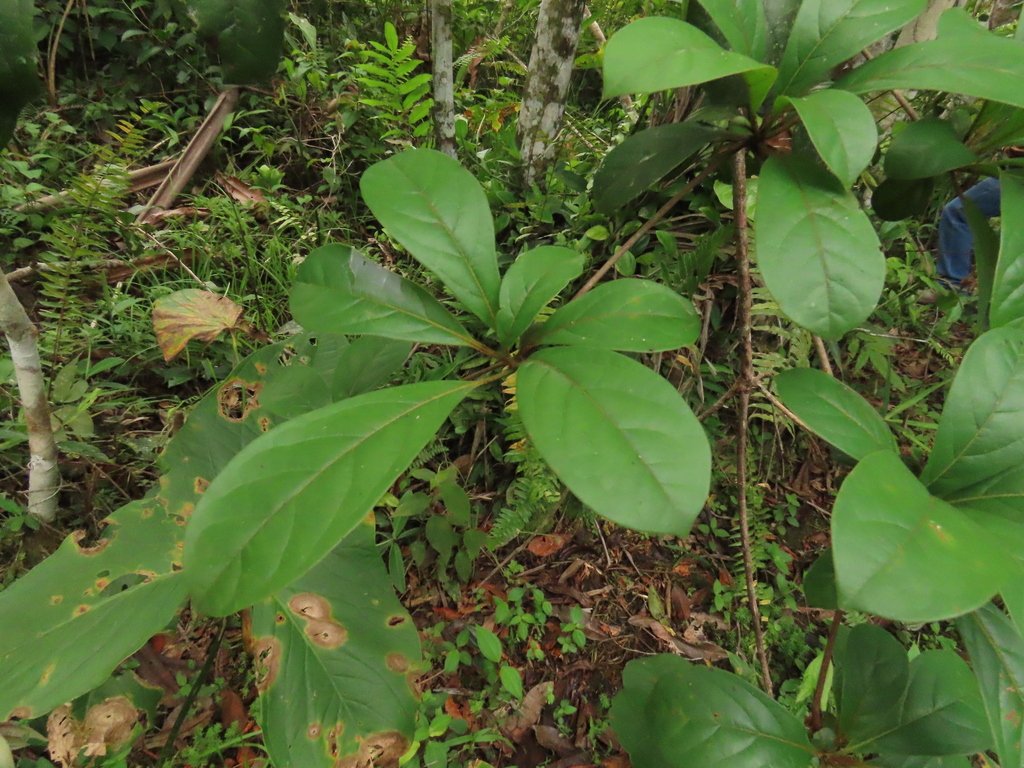 Terminalia amazonia from Puerto Asís, Putumayo, Colombia on July 25 ...