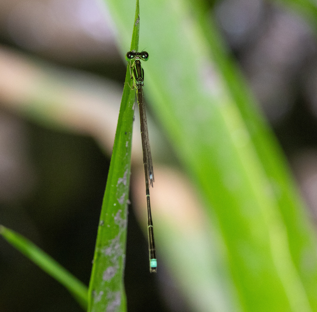 Furtive Forktail in August 2023 by Amy Padgett · iNaturalist