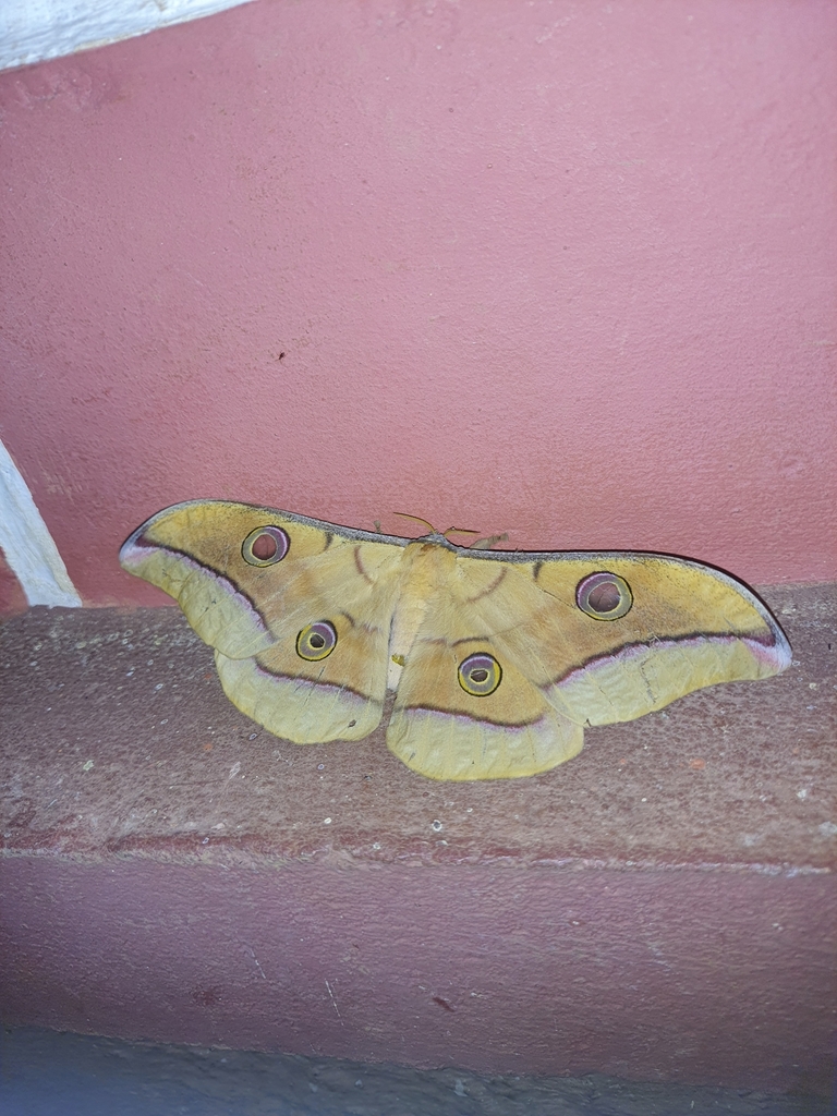 Tasar Silk Moth from Mayyil, Kerala 670602, India on August 8, 2023 at ...