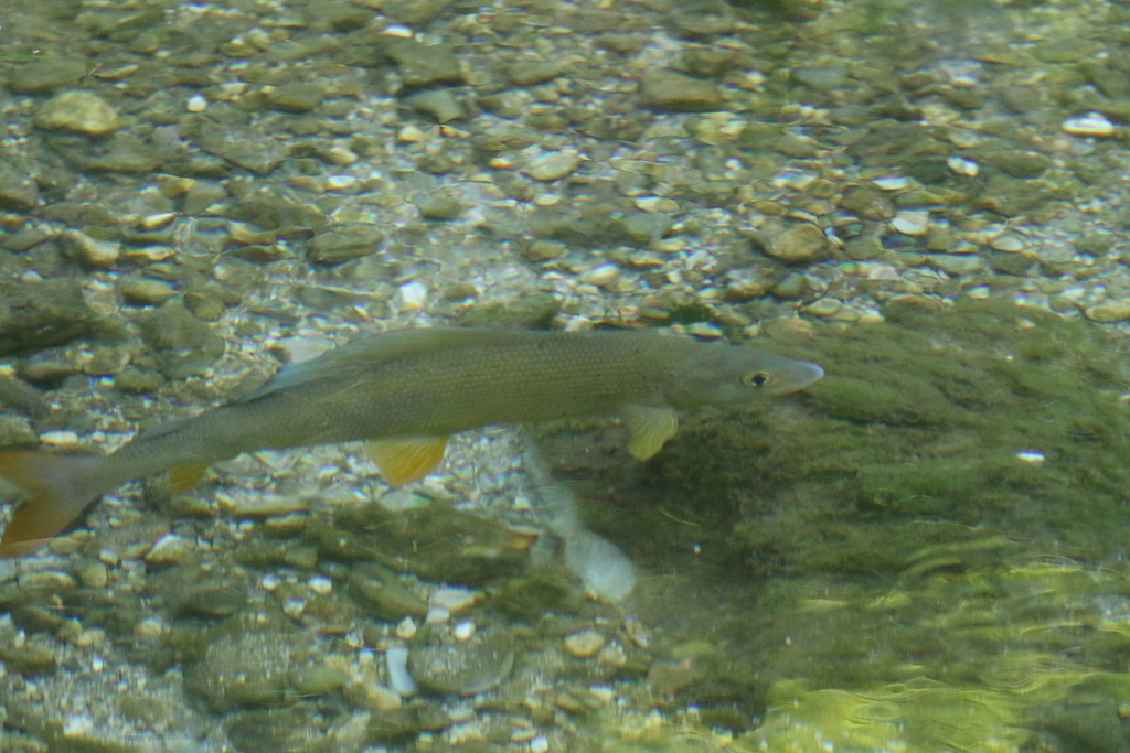 European Grayling from 4265 Stara Fužina, Slovenia on June 30, 2023 at ...
